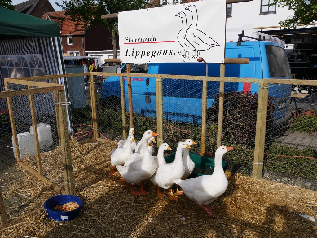 aktuell - Stadt Geseke